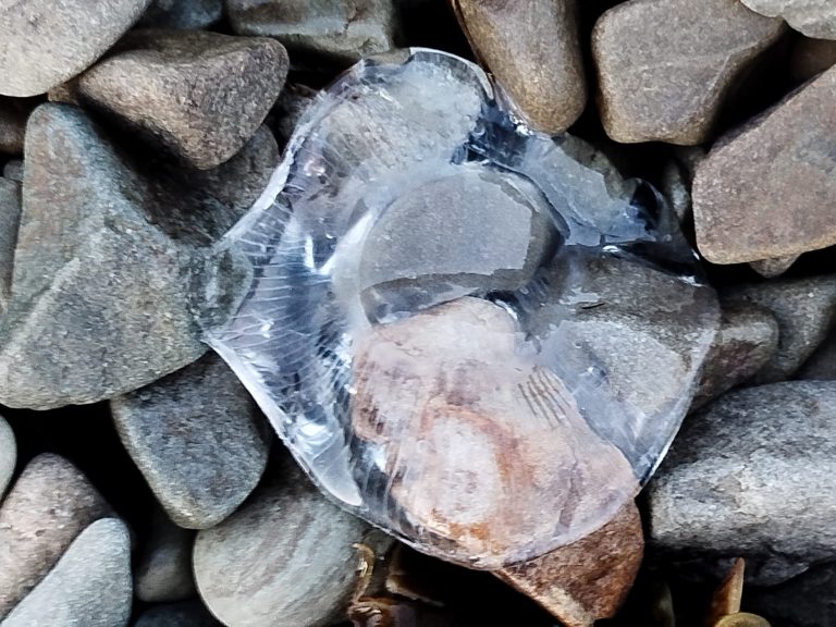 Fair Isle beachcombing finds – Species spotlight -January 2026 - FIMRO