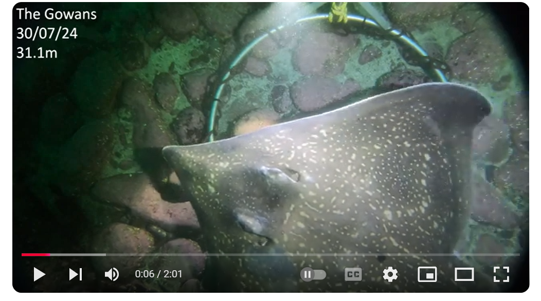 Fair Isle 2024 inshore fish survey BRUV footage! - FIMRO