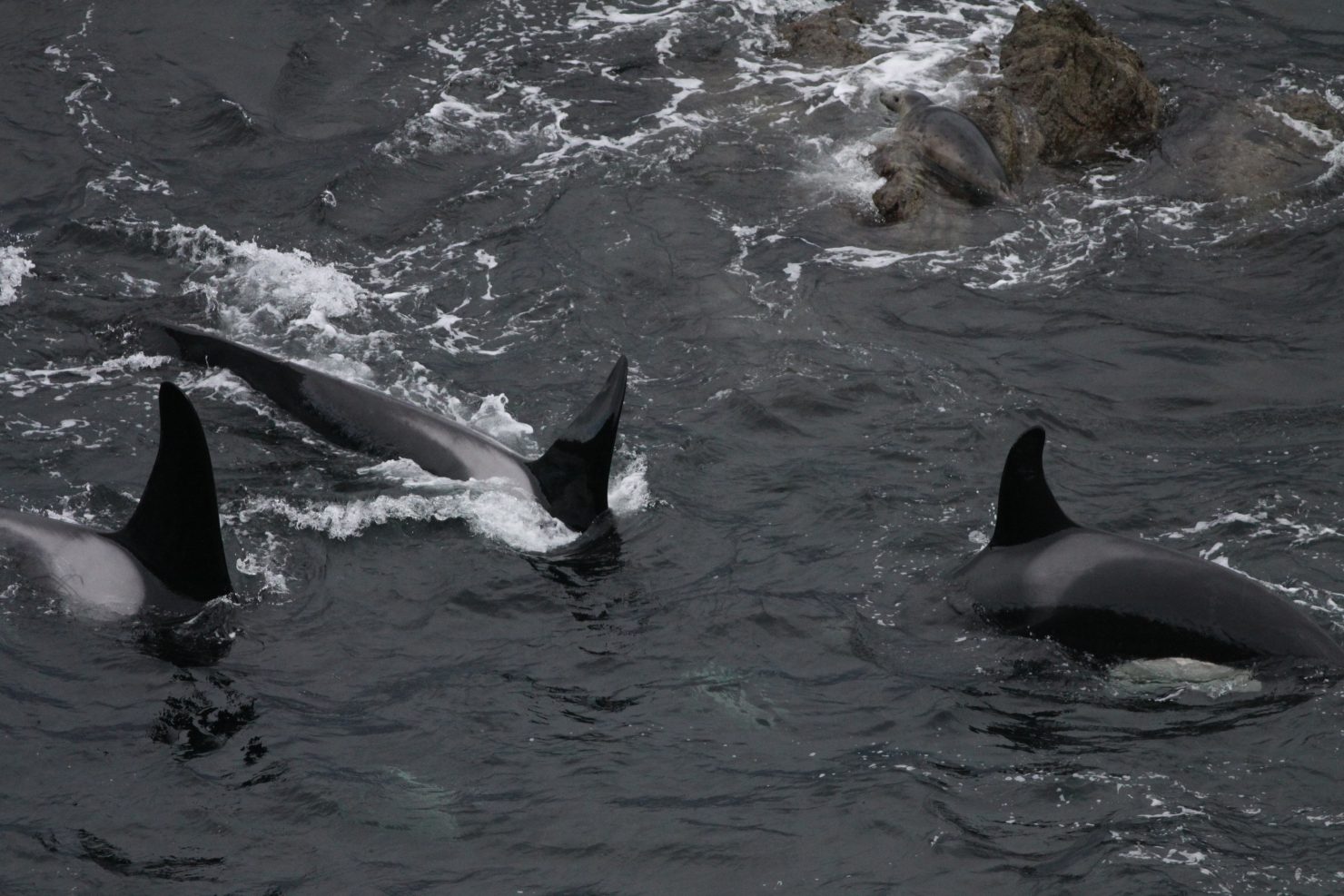 Marine Mammals - FIMRO