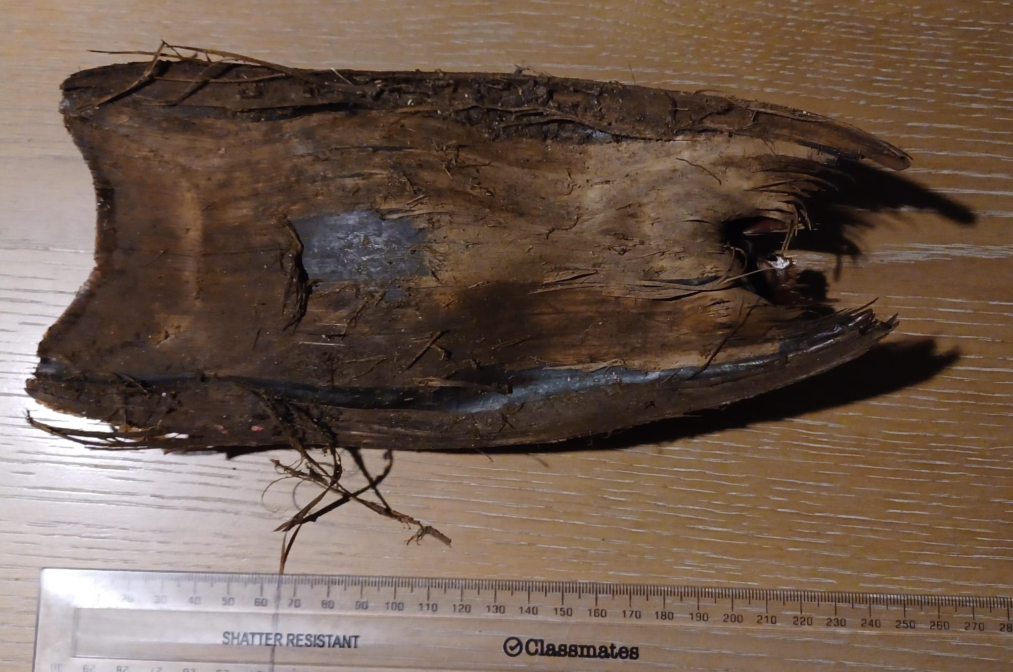 Fair Isle beachcombing finds – Species spotlight - February 2025 - FIMRO