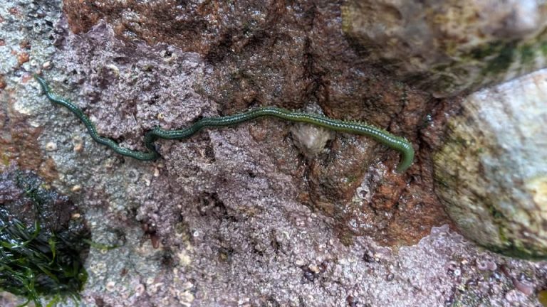 Fair Isle beachcombing finds – Species spotlight - May 2025 - FIMRO